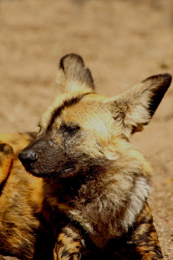 African Wild Dog stock image. Image of sand, canine, endangered - 7264665