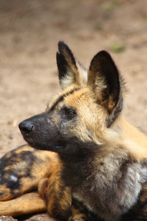 African Wild (painted) dog stock photo. Image of predator - 5725390