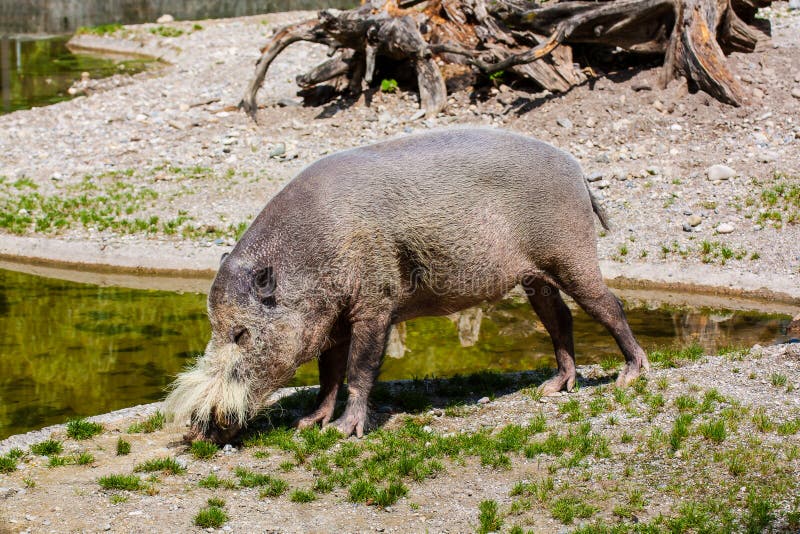 African wild pig stock image. Image of nature, mammal - 34973905
