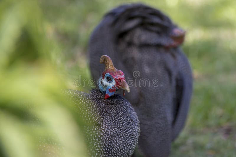African wild turkey stock photo. Image of bird, birds - 112986510