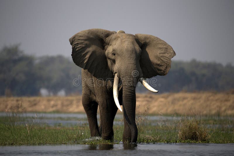African wilde life stock photo. Image of nature, zimbabwe - 221117556