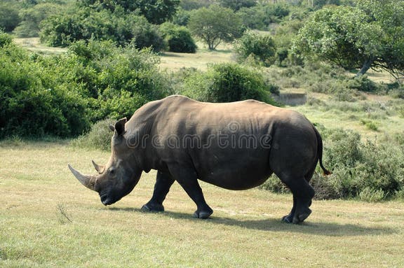 Swartrenoster Stock Photos - Free & Royalty-Free Stock Photos from ...