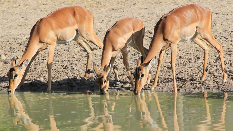 African Wildlife - Impala - Family Time Stock Photo - Image of africa ...