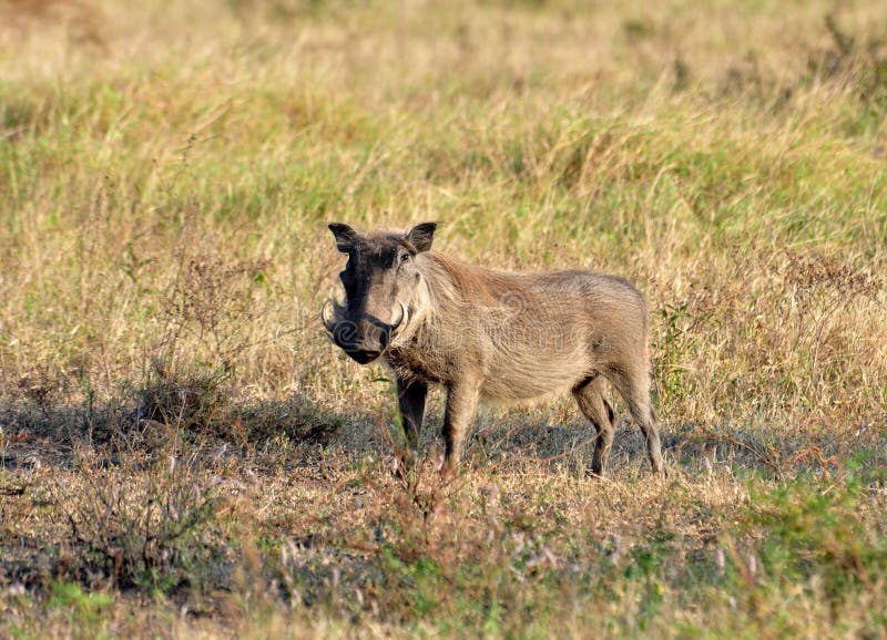 African Wildlife: Warthog stock image. Image of active - 14852989