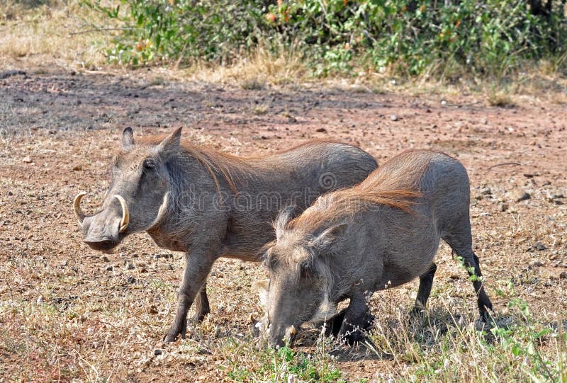 African Wildlife: Warthog stock photo. Image of mammal - 15185540