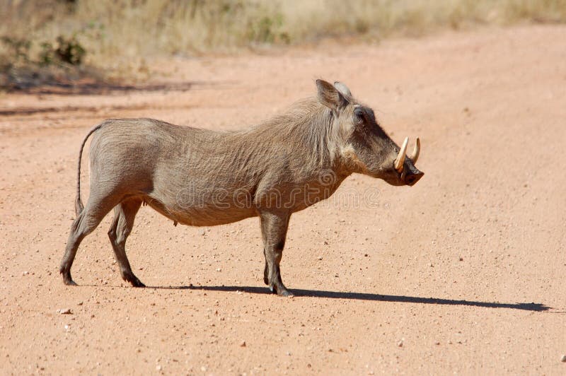 Warthog - Running Hog stock image. Image of mammal, hoof - 26848495