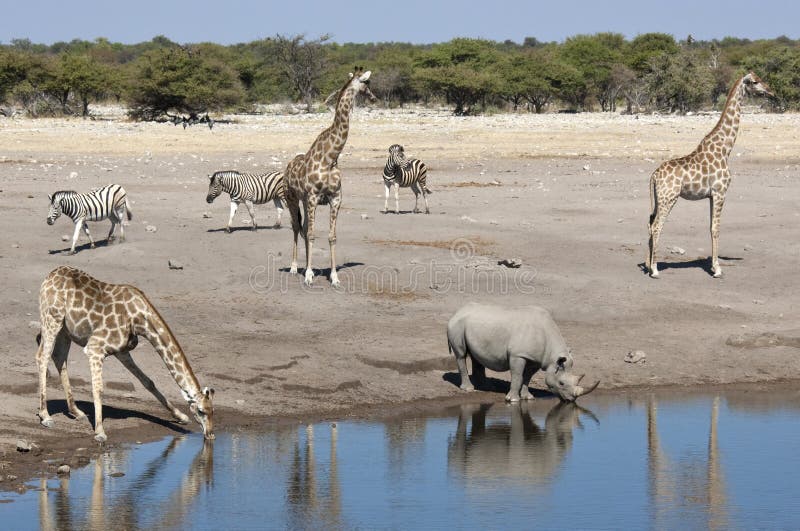 African Wildlife at a Waterhole in Namibia Stock Photo - Image of ...