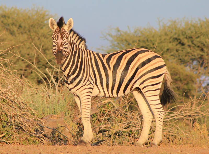 African Wildlife - Zebra, Stallion Pride Stock Image - Image of foal ...