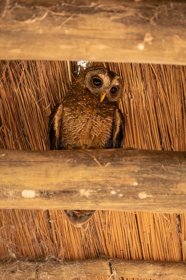 African Wood Owl in Rafters Looking Down Stock Photo - Image of ...