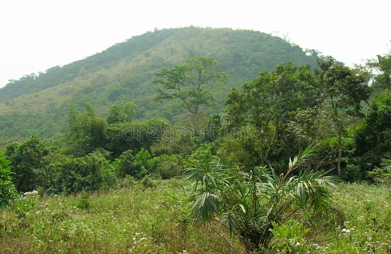 African wood, palm stock photo. Image of lorry, collection - 80728366