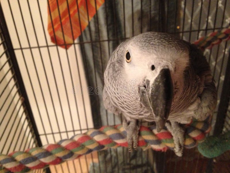 African yaco stock photo. Image of yaco, animals, bird - 51027830