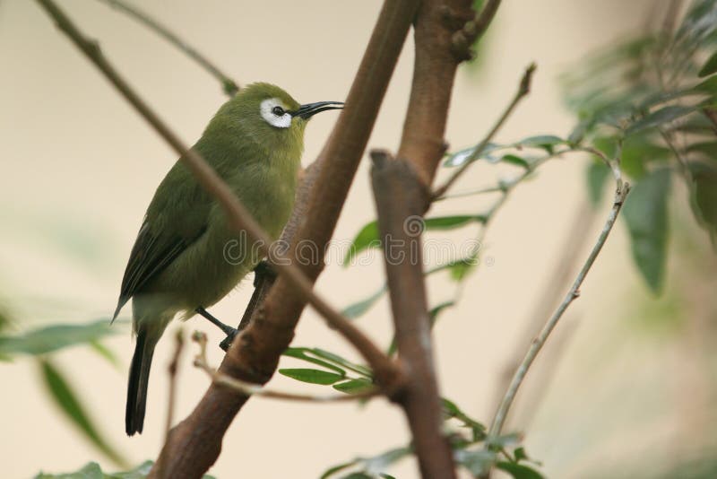 African Yellow White-eye Bird Stock Image - Image of animal, branch ...