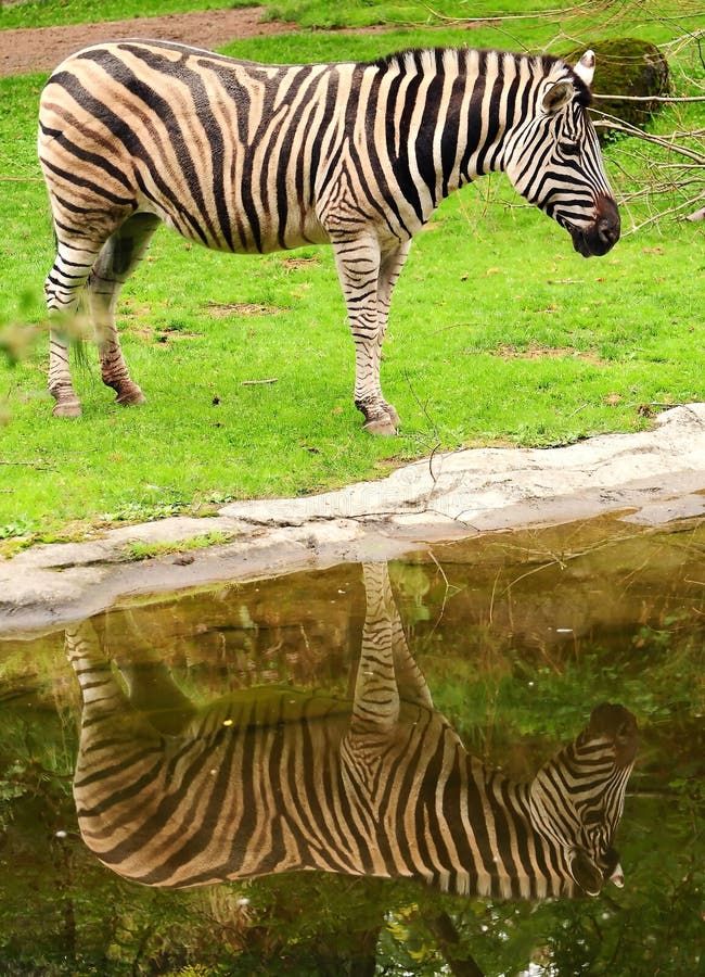 African zebra stock photo. Image of preserve, african - 10557534
