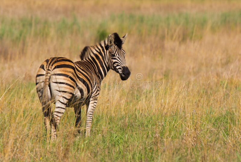 African Buffalo stock image. Image of grazer, bush, wildlife - 22908199