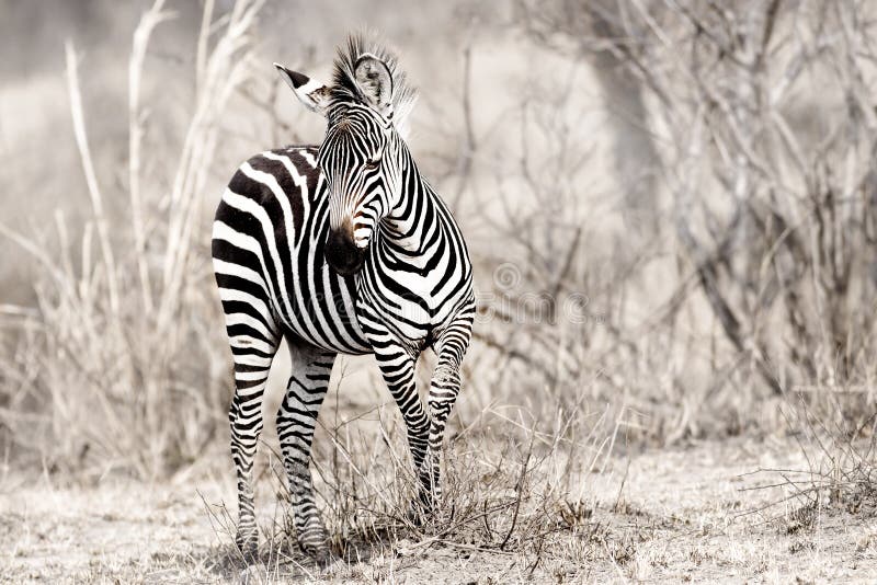 African Zebra stock image. Image of african, mikumi, preservation ...