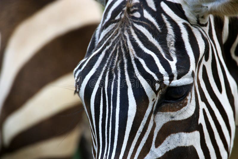African Zebra stock image. Image of close, animal, wildlife - 3631045