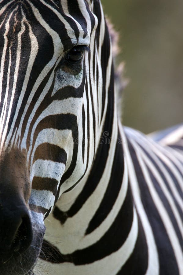 African Zebra stock image. Image of quagga, mammal, portrait - 3631155