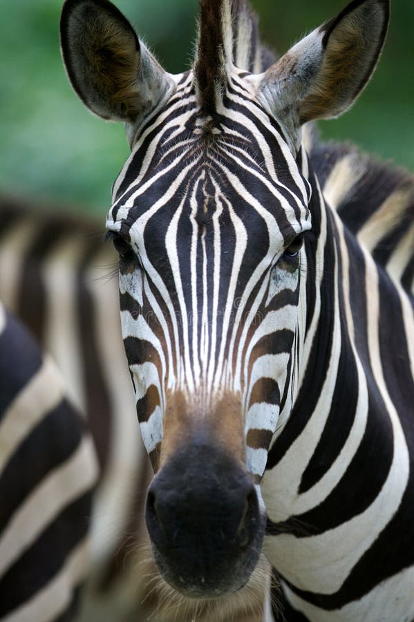 African Zebra stock image. Image of animal, wildlife, zebra - 3991473