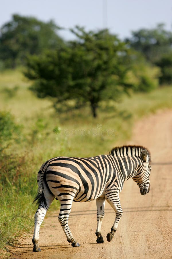 African Zebra stock photo. Image of africa, animals, baby - 3988868