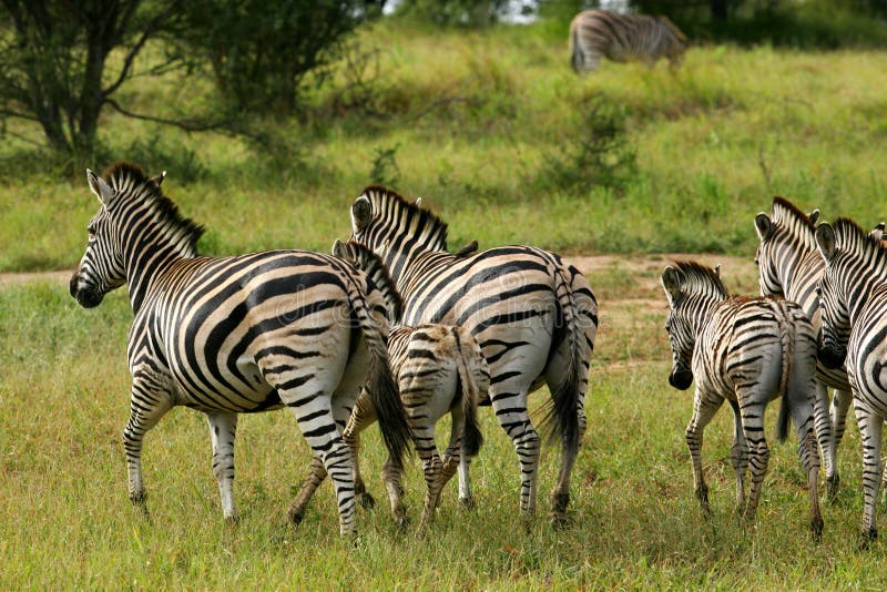 African Zebra stock image. Image of wildlife, animals - 3991473