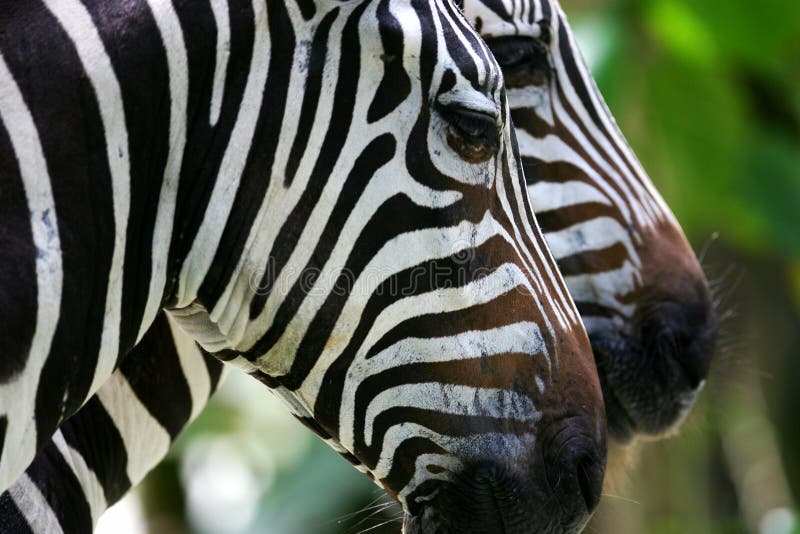 African Zebra stock image. Image of animals, herd, zebras - 4006425