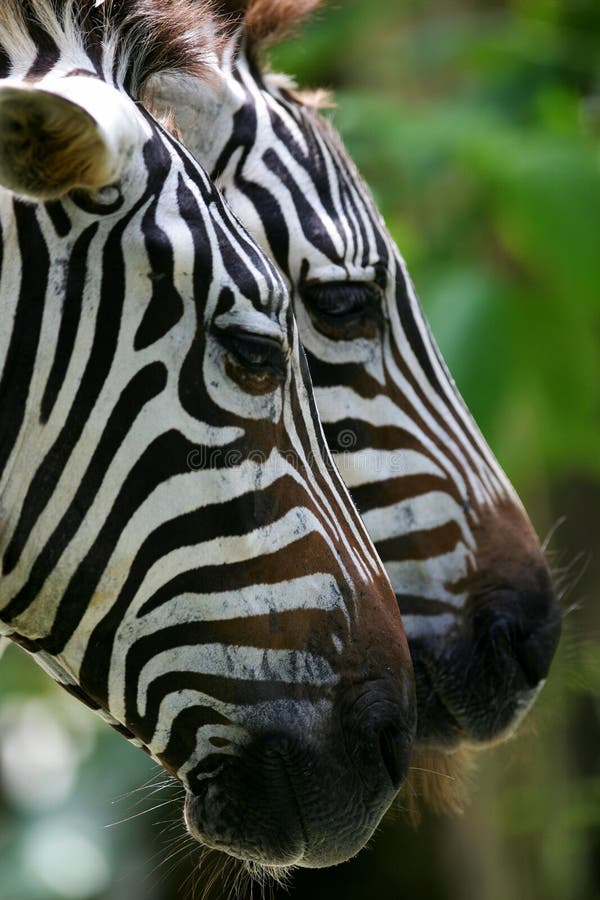 African Zebra stock image. Image of wildlife, animals - 3991473