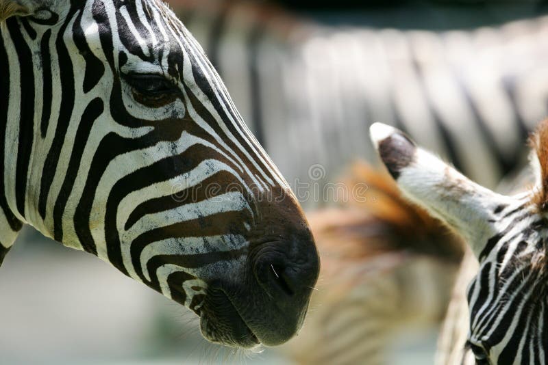 African Zebra stock photo. Image of animal, africa, zebras - 4006516