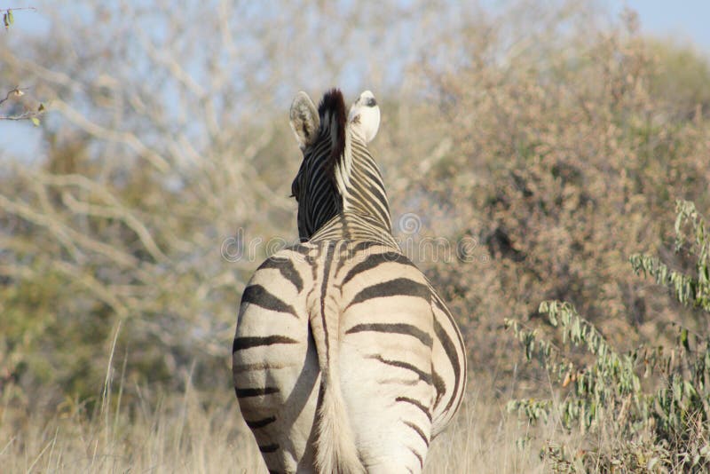 Zebra from back stock image. Image of black, zebra, back - 11233711