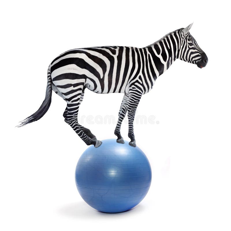 The Zebra. stock image. Image of safari, animal, park - 34456291