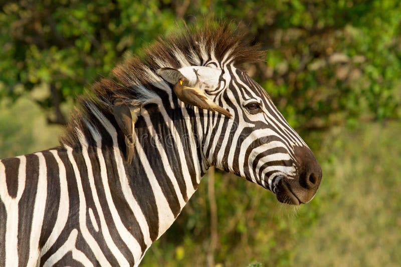 African Zebra with Bird in Ear Stock Photo - Image of mara, nature ...