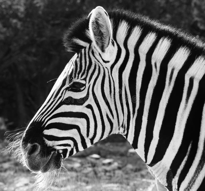 African Zebra in Black and White Stock Photo - Image of texas, ranch ...