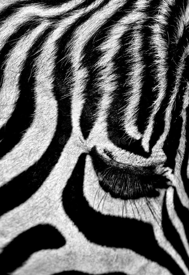 African Zebra stock image. Image of dramatic, black, zebra - 38684073
