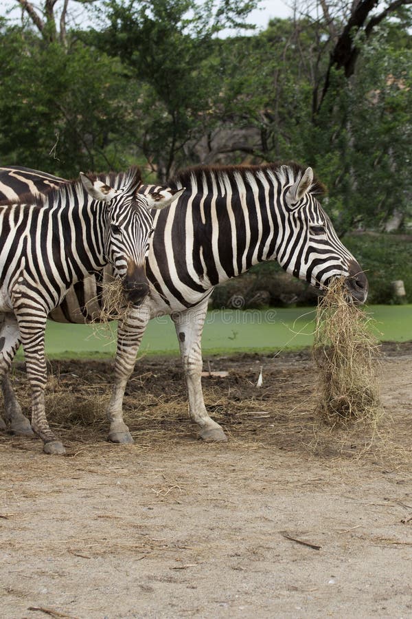 African Zebra eating grass stock photo. Image of nature - 43700908