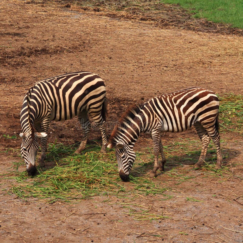 African Zebra eating stock photo. Image of animal, farm - 34080846