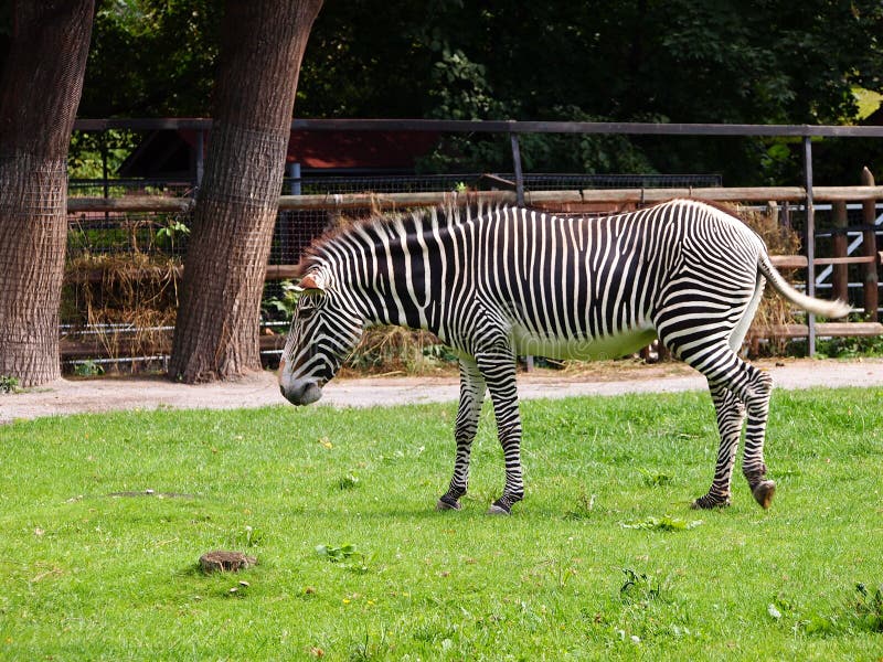African Zebra Eats Grass on the Green Lawn in the Zoo. Stock Image ...