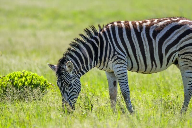 African Zebra Grazing in Savannah Stock Photo - Image of animal ...