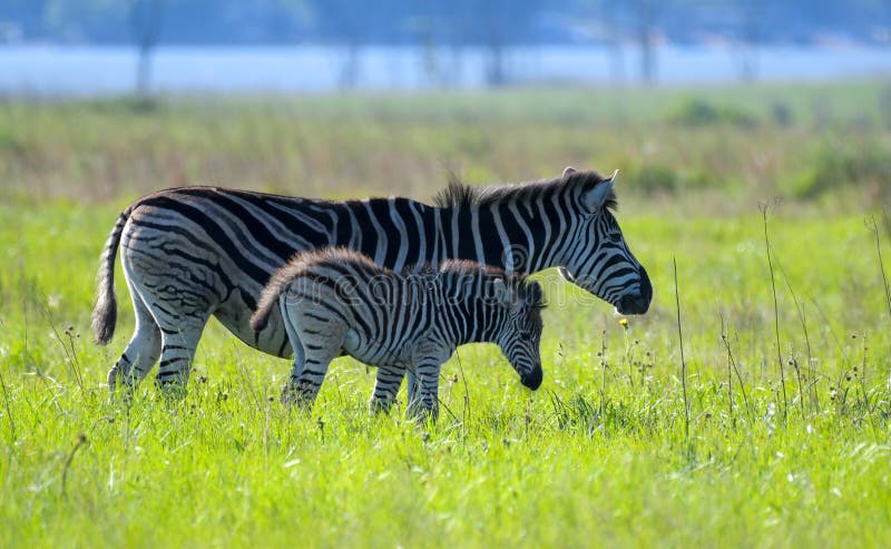 African Zebra Grazing in Savannah Stock Photo - Image of savanna, herd ...
