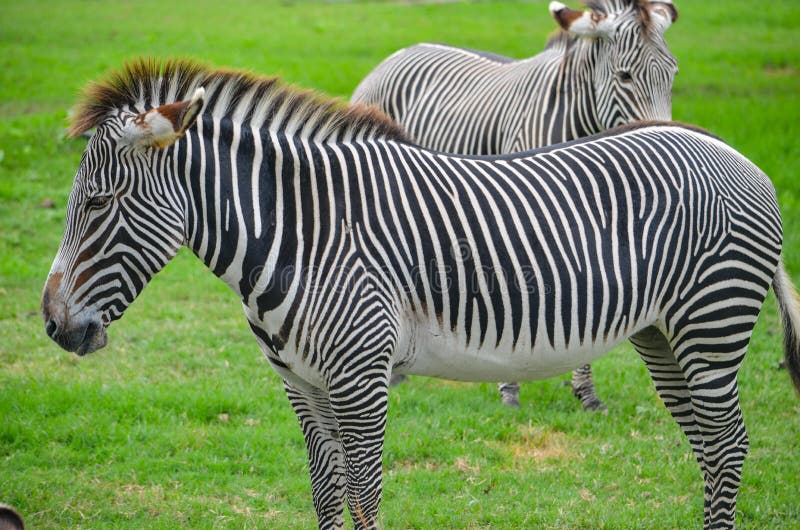 African Zebra in the `Parque De Legendes` Zoological Park, Lima, Peru ...