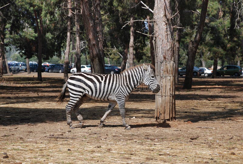 African Zebra Run at Zoo Park Stock Image - Image of equus, standing ...