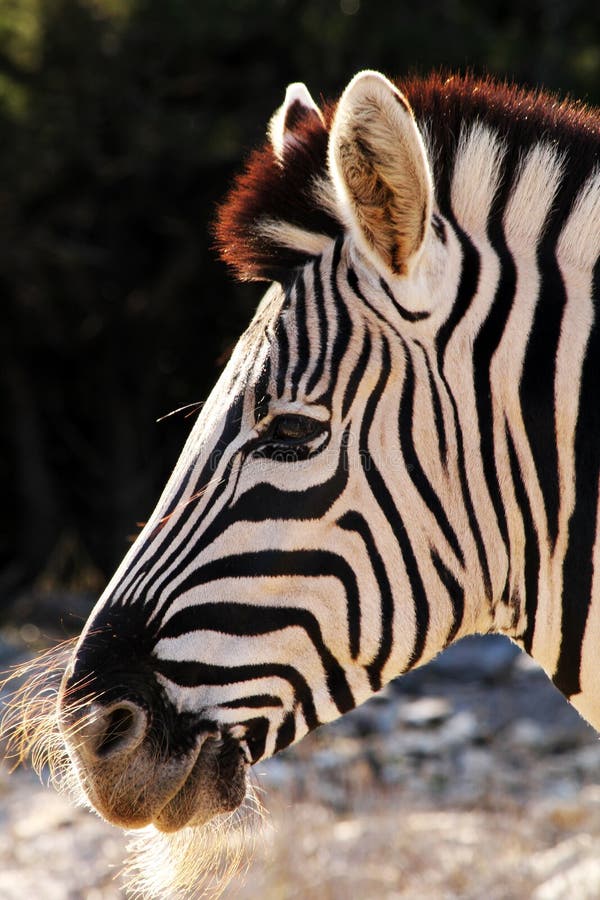 Zebra side view stock photo. Image of equidae, striped - 21330720 Zebra side view stock photo. Image of equidae, striped - 21330720