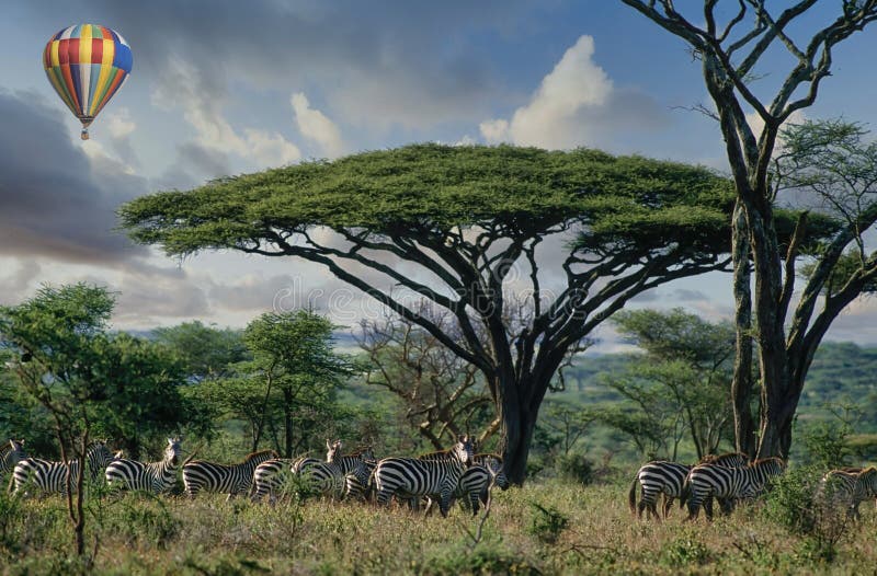 African Zebra Under Acacia Tree Stock Photo - Image of zebra, wildlife ...