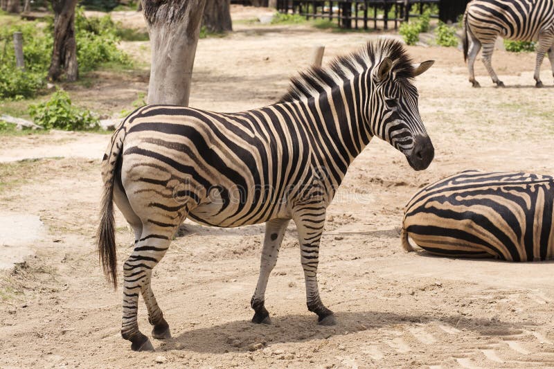 African Zebra eating stock photo. Image of animal, farm - 34080846