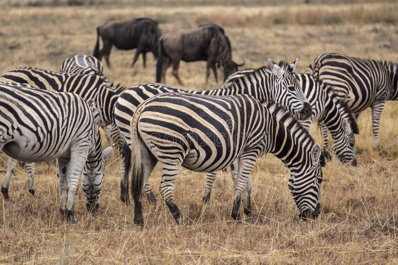 African zebra stock image. Image of poaching, etosha - 41498495