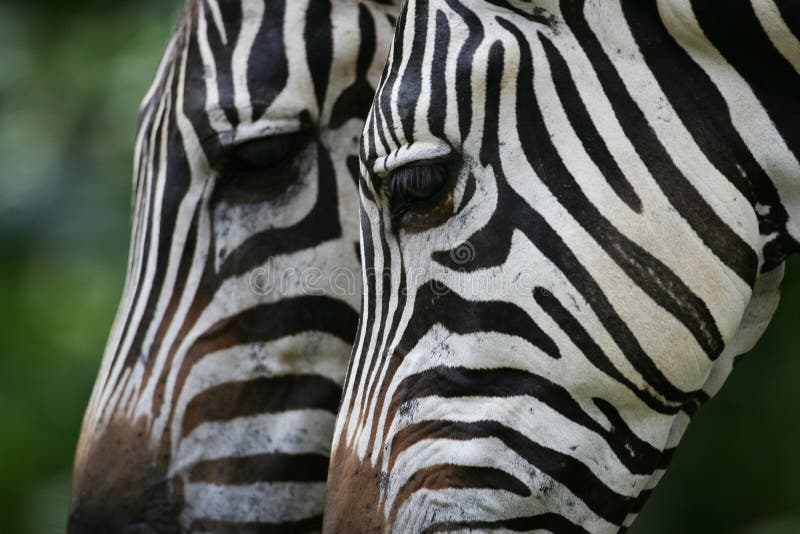 African Zebras stock photo. Image of safari, drive, wildlife - 4377008