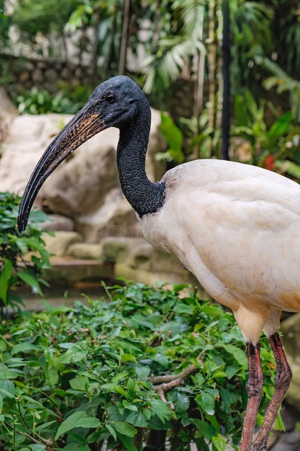 Uccello Dell'ibis Sacro Dell'Africano Con Il Becco Nero Lungo ...