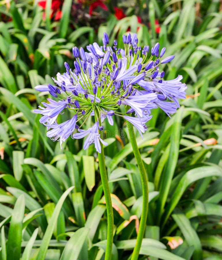 Flor Azul Brillante Del Agapanthus Imagen de archivo - Imagen de verde ...