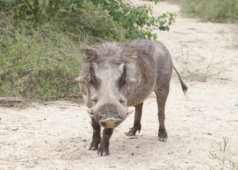 Javali africano imagem de stock. Imagem de africano, javali - 33802375