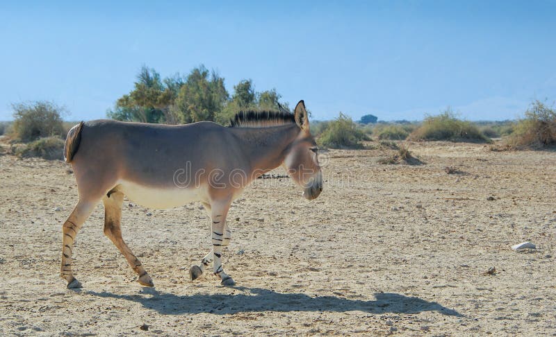 Familia De Burro Salvaje Somalí En Reserva-Hai-barra Israelí De La ...