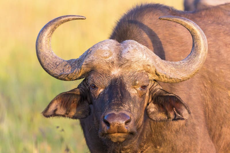 Afrikaanse Buffels stock foto. Image of zoogdier, dier - 64402658