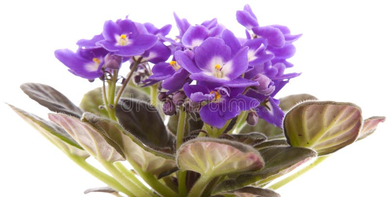 Afrikaans viooltje stock foto. Image of genoegen, bloemen - 19042304